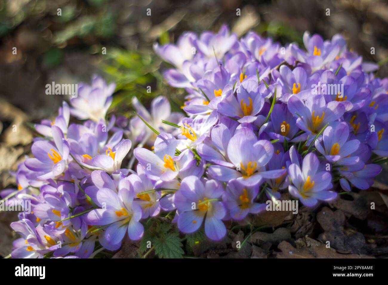 crocus flowers in the garden - spring flowers Stock Photo - Alamy