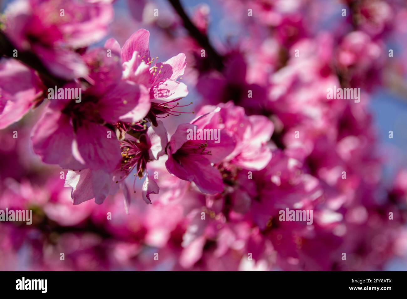 Spain cherry blossom hi-res stock photography and images - Alamy