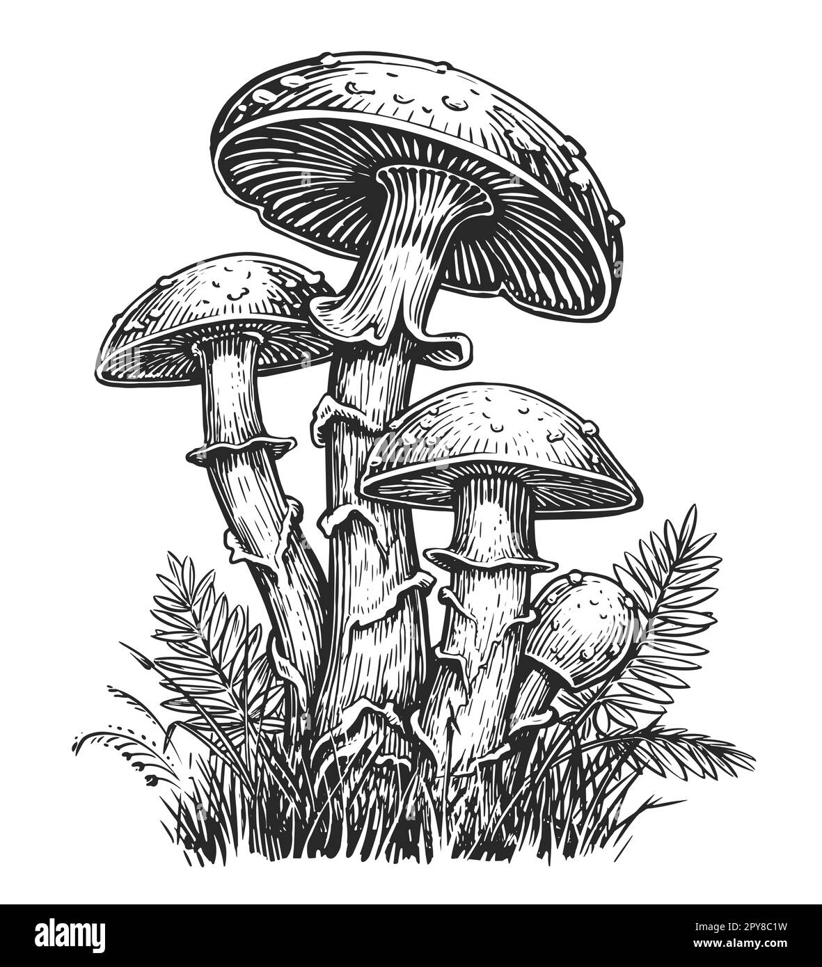 Fungal mycelium Black and White Stock Photos & Images - Alamy