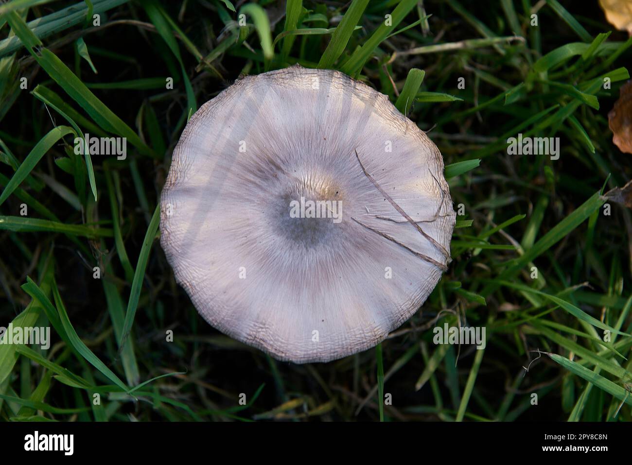 Psilocybe Cubensis Gills