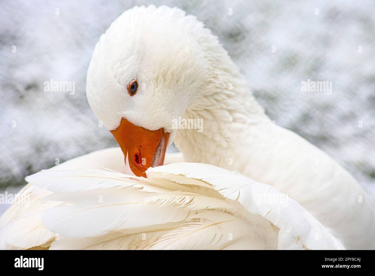 White Domestic Goose Stock Photo - Alamy