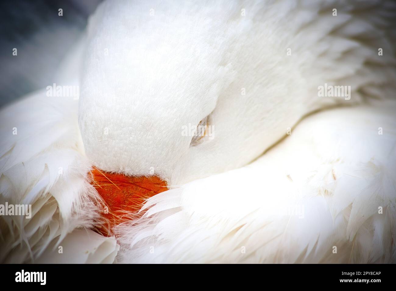 White goose red beak hi-res stock photography and images - Alamy