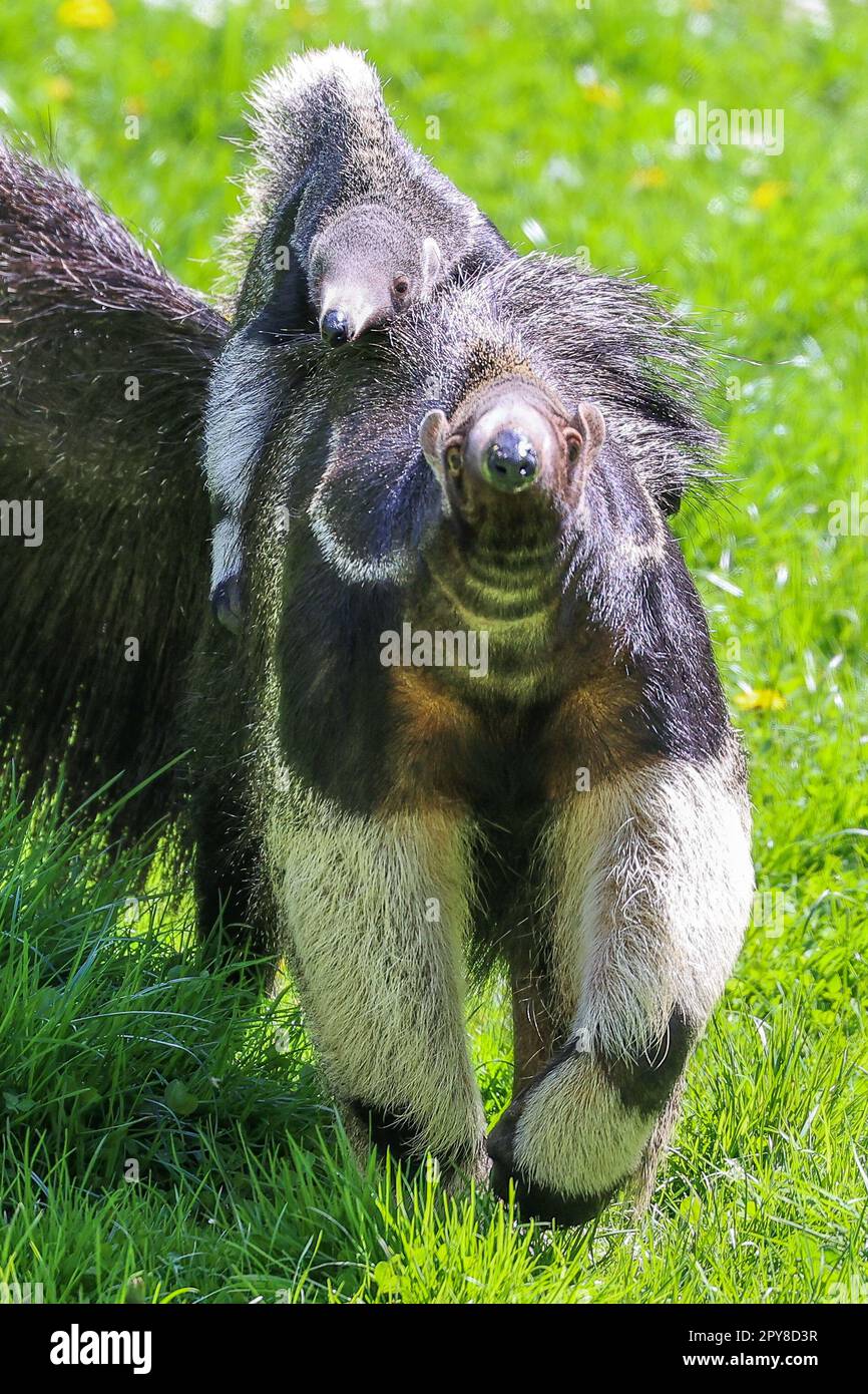 Leipzig, Germany. 03rd May, 2023. Anteater Bardana walks through the ...