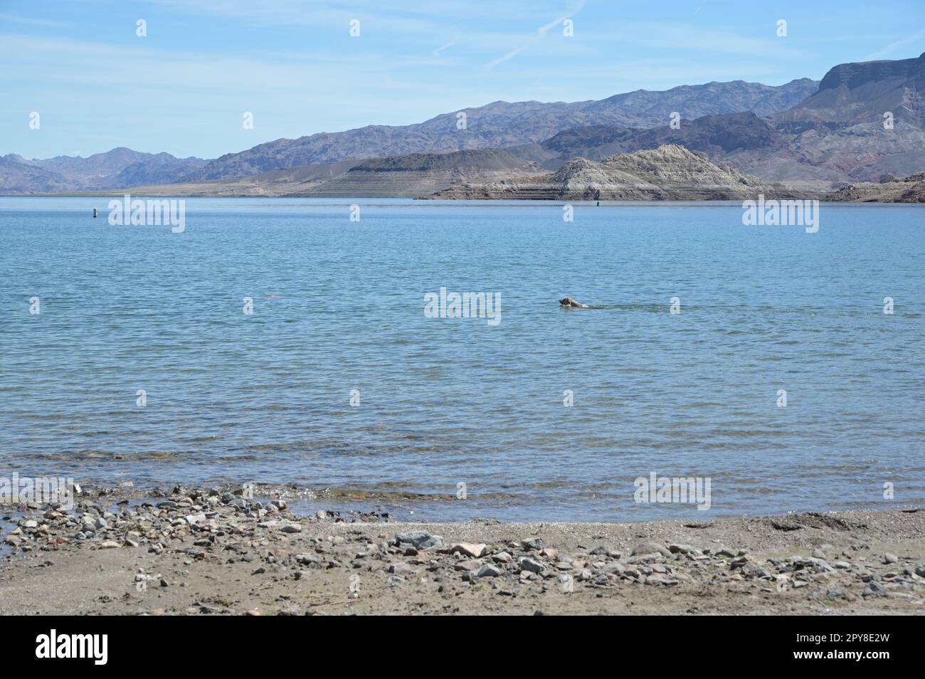 Low water levels due to drought at Lake Mead in Nevada, USA Stock Photo ...