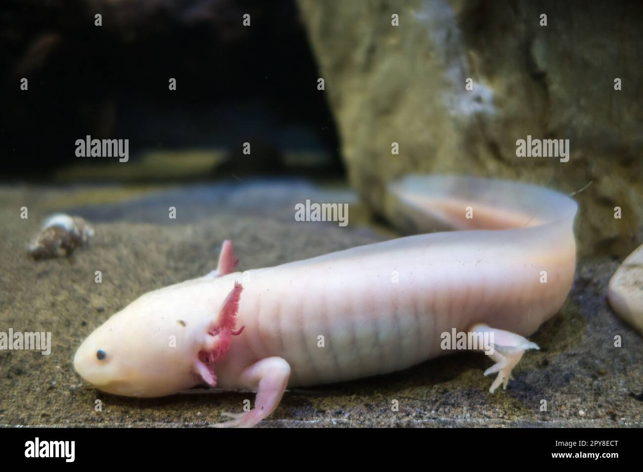 Axolotl salamander hi-res stock photography and images - Alamy