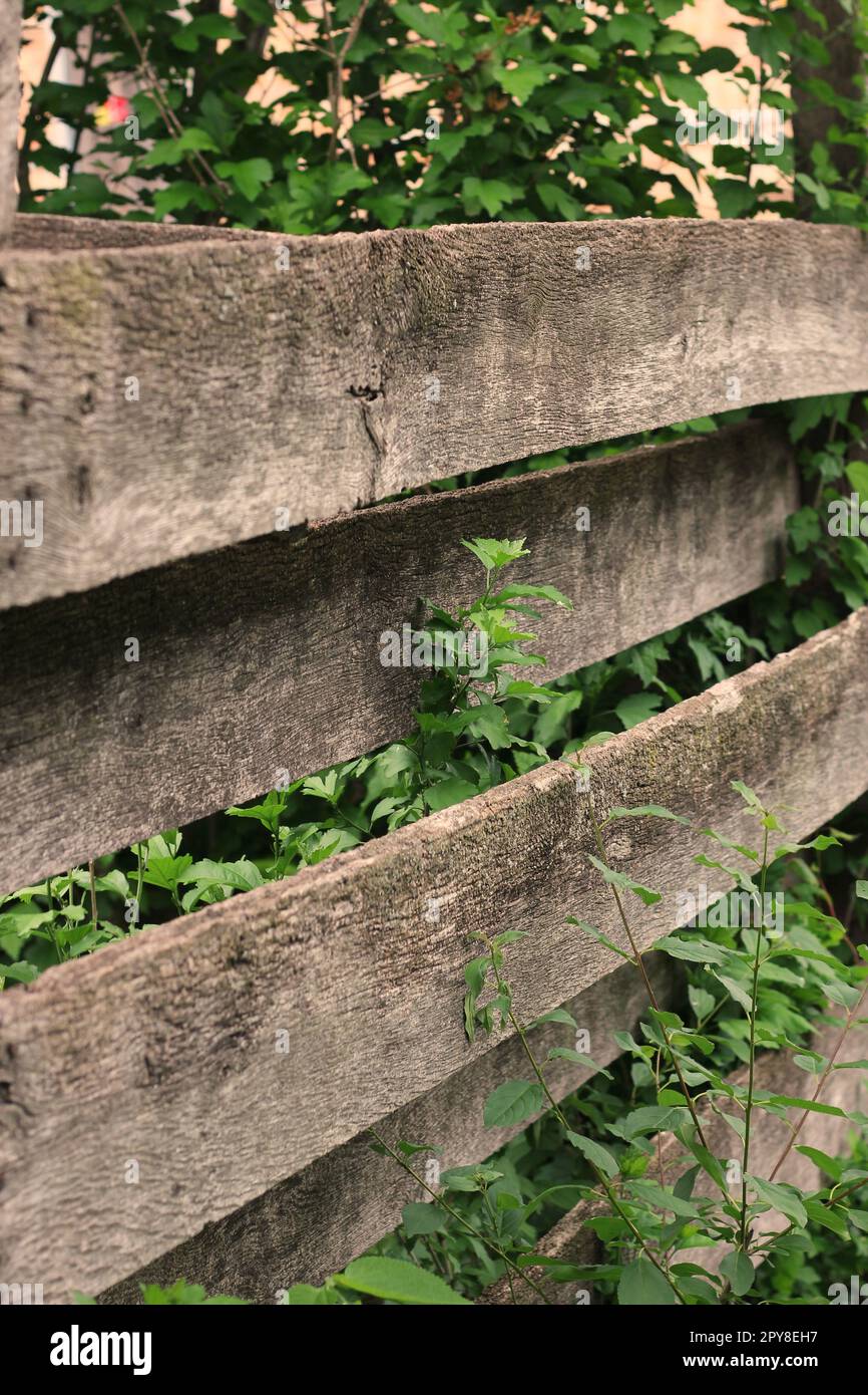 Aged, worn, and weathered wooden fence overgrown with summer plants ...