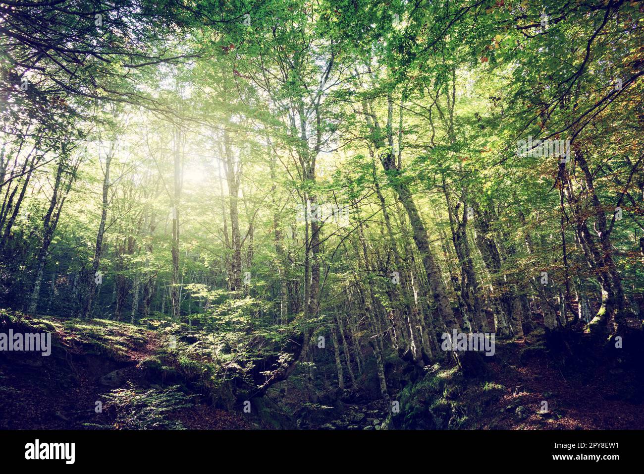 Wide angle life hi-res stock photography and images - Alamy