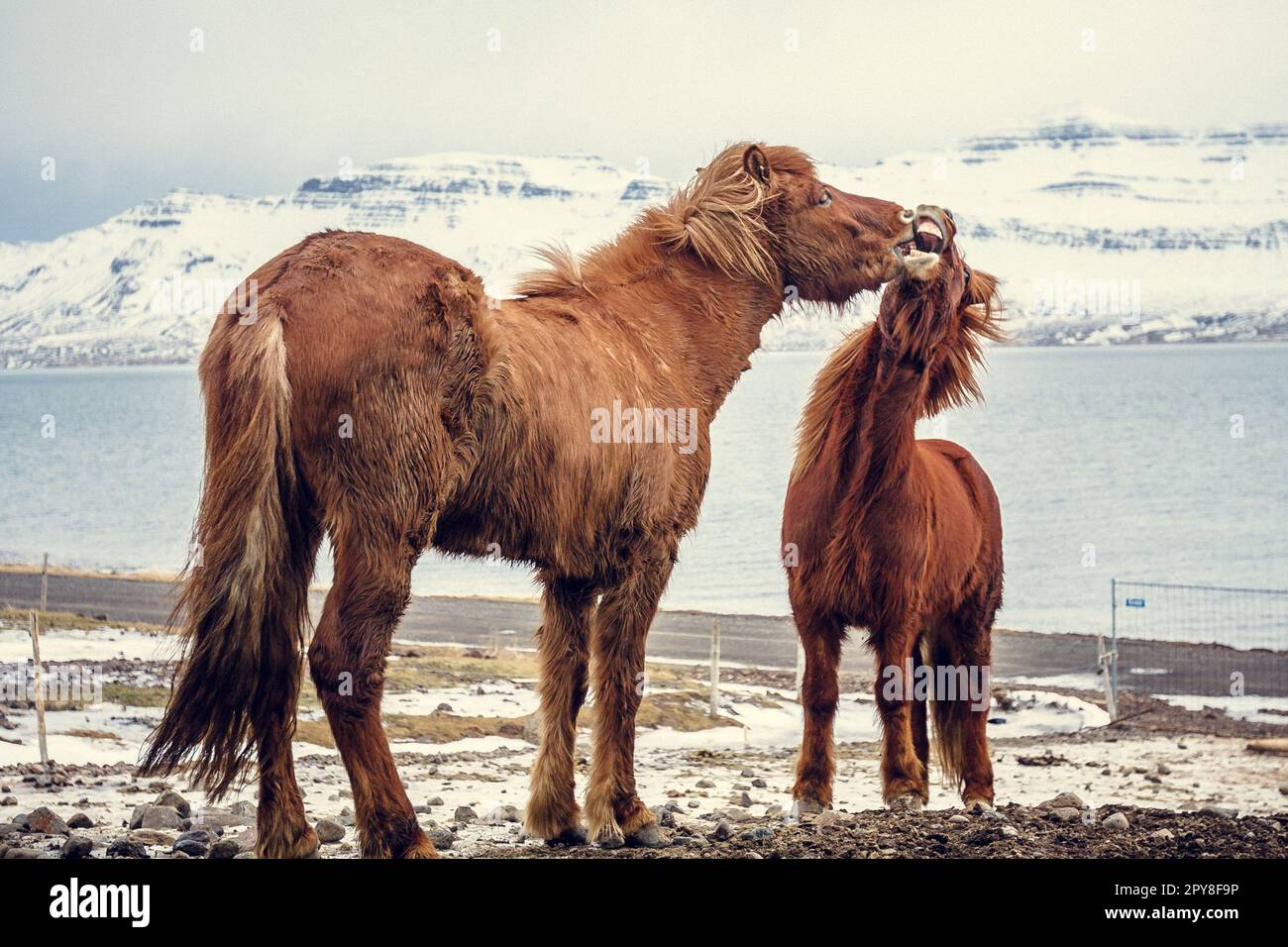 Horse cuddling foal on pasture landscape photo Stock Photo - Alamy