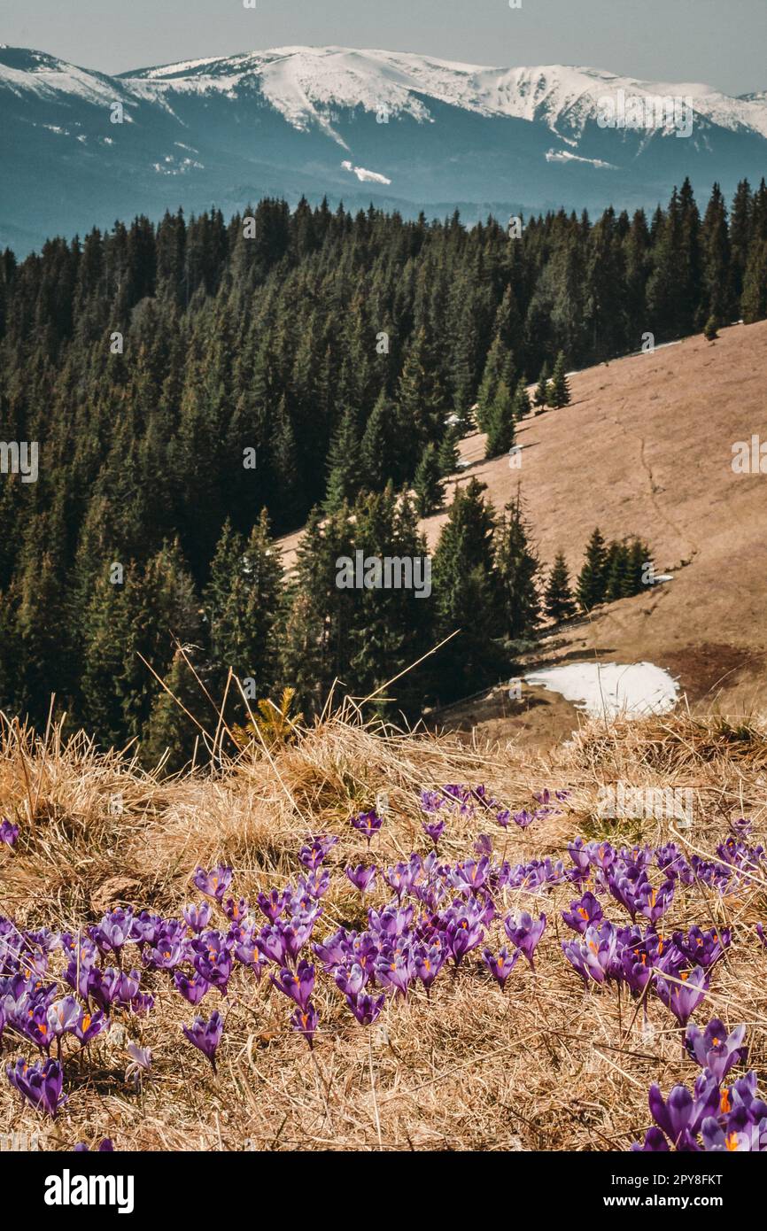 Crocuses and fir wood at highland landscape photo Stock Photo - Alamy