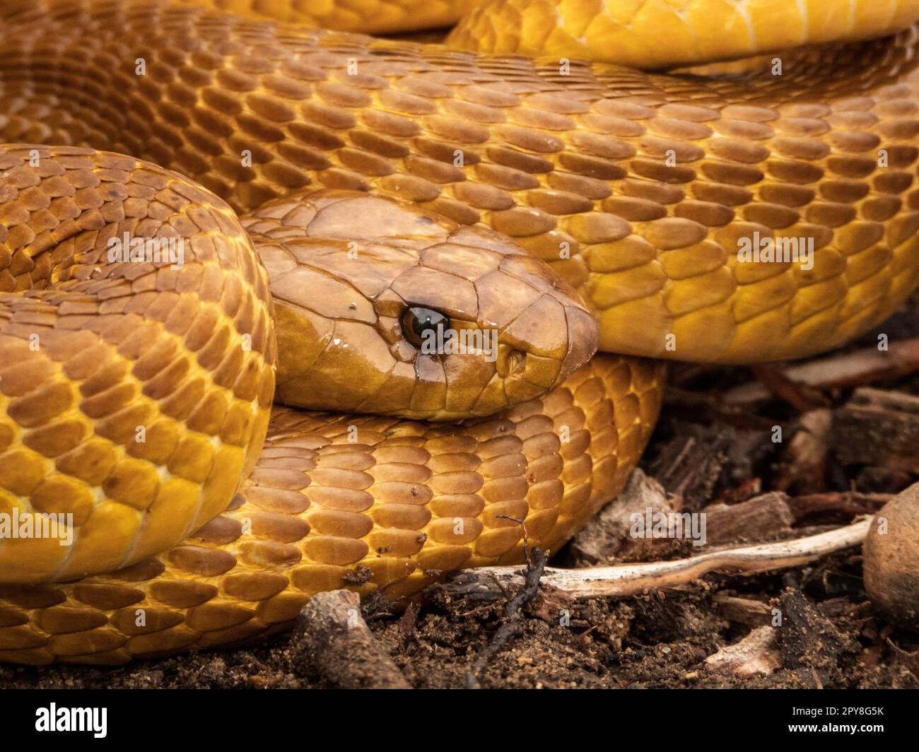 A macro shot of a Naja nivea, or Cape Cobra, in its natural habitat ...