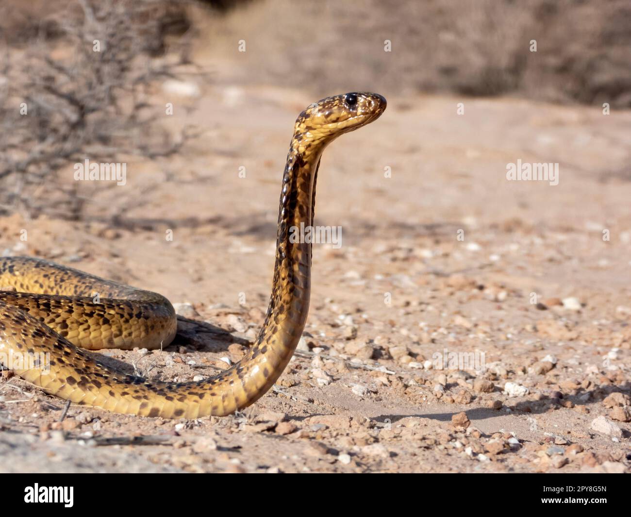 A vibrant closeup of a Cape Cobra (Naja nivea Stock Photo - Alamy