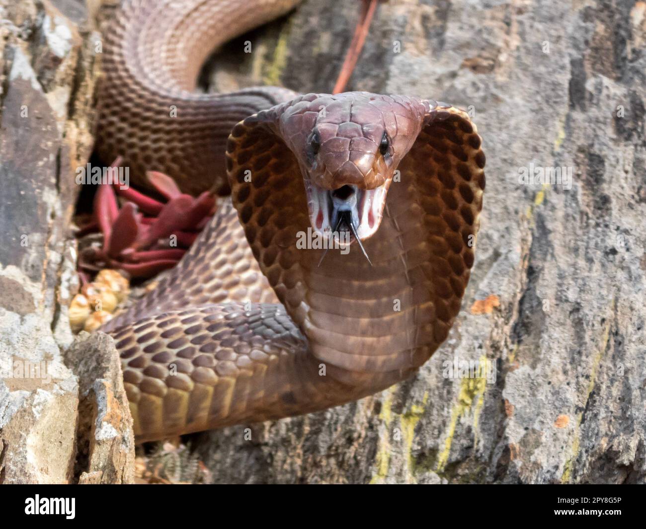 A close-up image of a Cape Cobra (Naja nivea) with its mouth open ...
