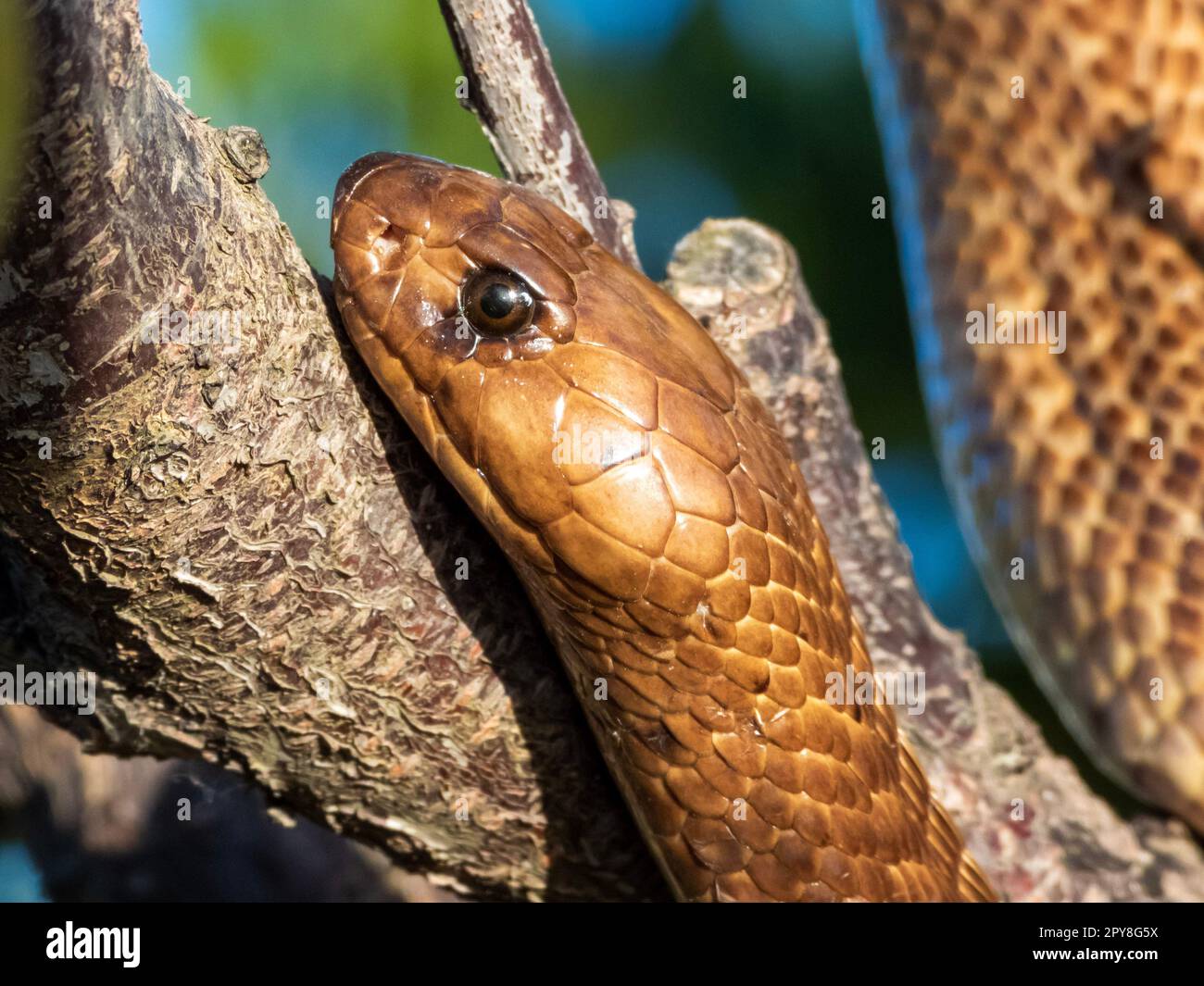 Close-up of a Cape Cobra (Naja nivea) head, featuring its menacing hood ...