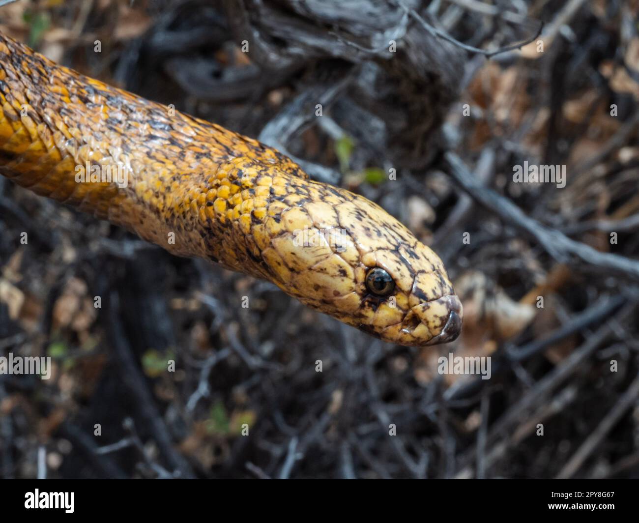 A close-up view of a Cape Cobra (Naja nivea) perched atop a rock, its ...