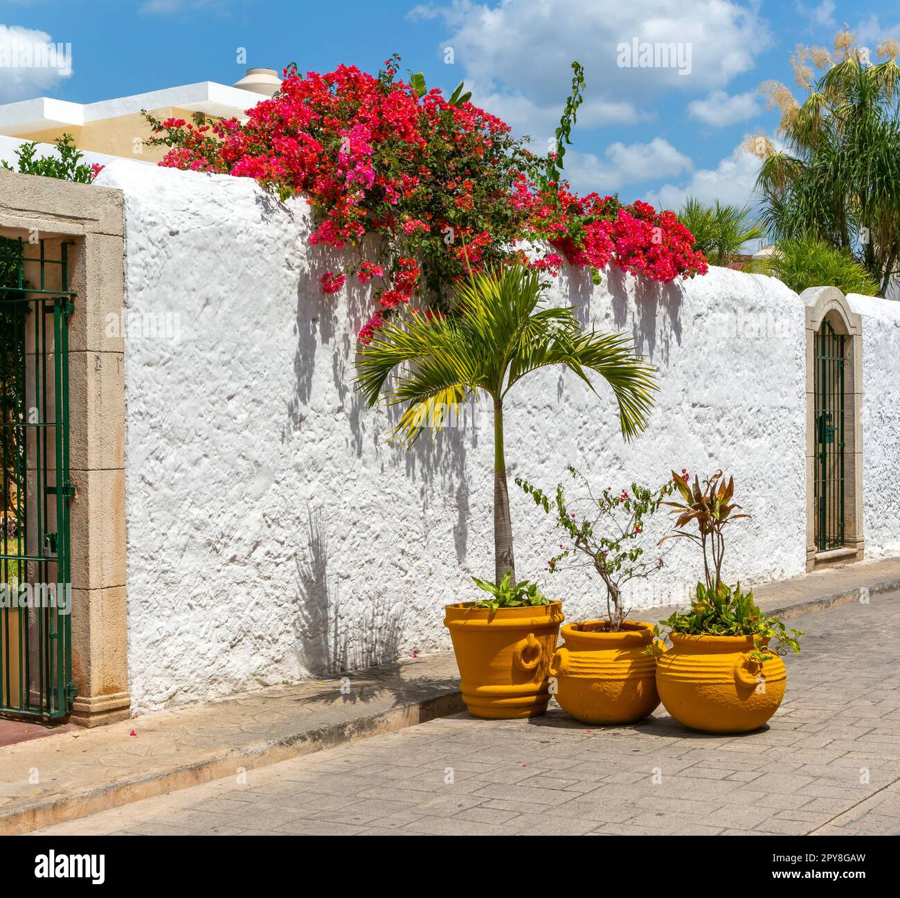 Red flowers Plumeria frangipani plant growing over whitewashed wall ...
