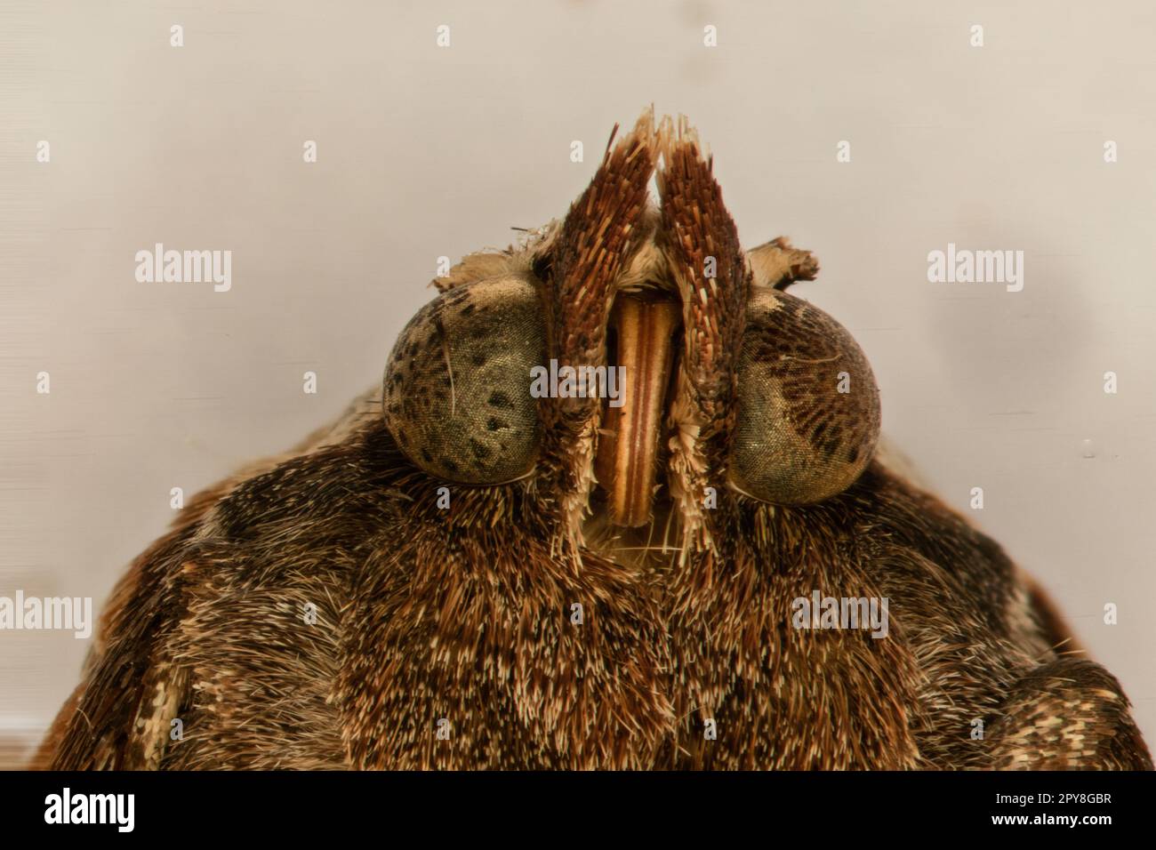 Butterfly proboscis and compound eyes under the magnifier Stock Photo ...