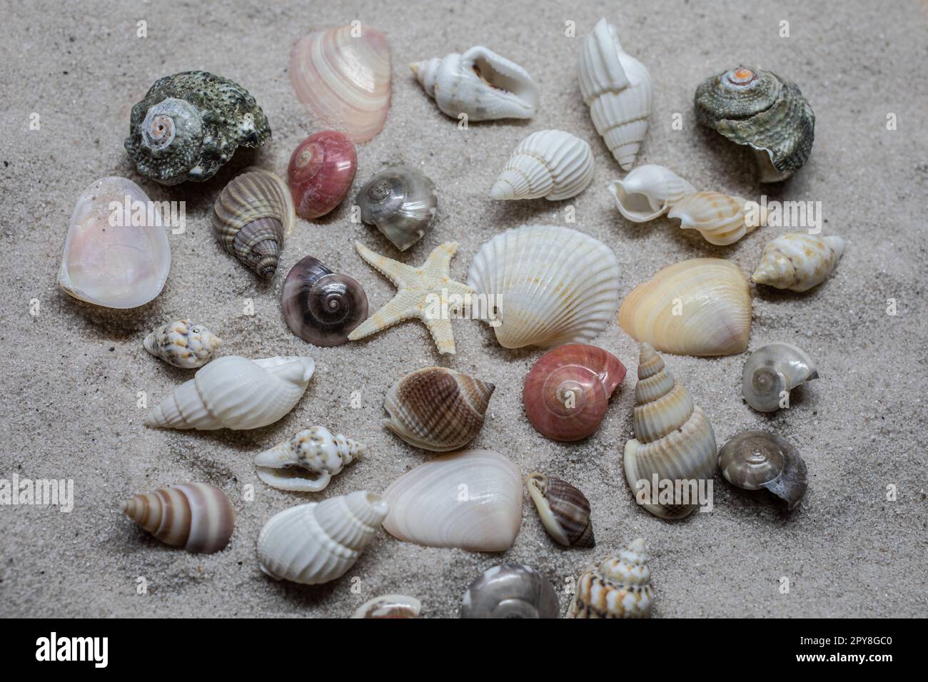 Shells and sea snails on the sandy beach Stock Photo - Alamy