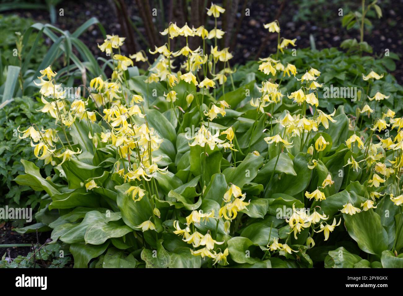 Spring flowers of Erythronium 'Pagoda', yellow Dog's tooth violet in UK ...
