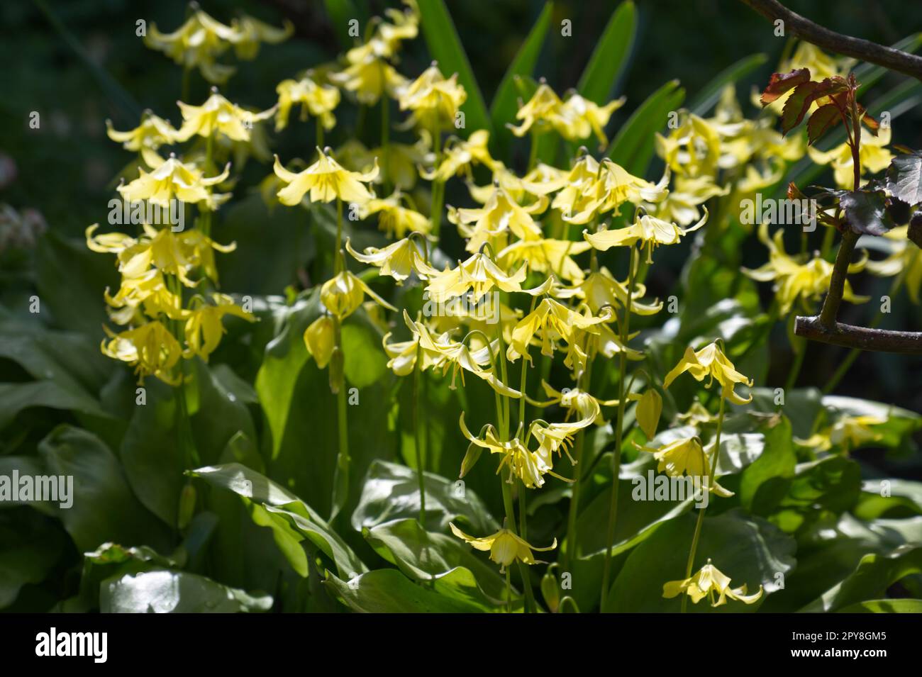 Spring flowers of Erythronium 'Pagoda', yellow Dog's tooth violet in UK ...