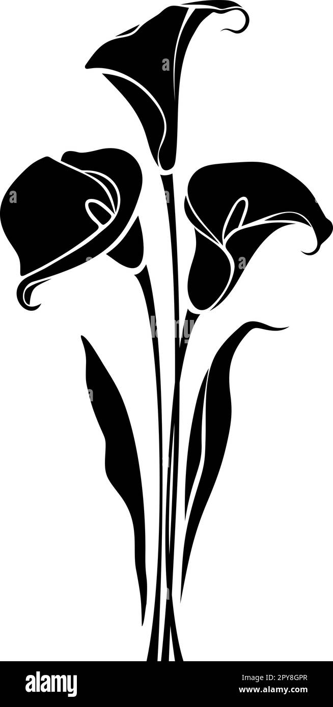 Bouquet of calla lily flowers isolated on a white background. Black ...