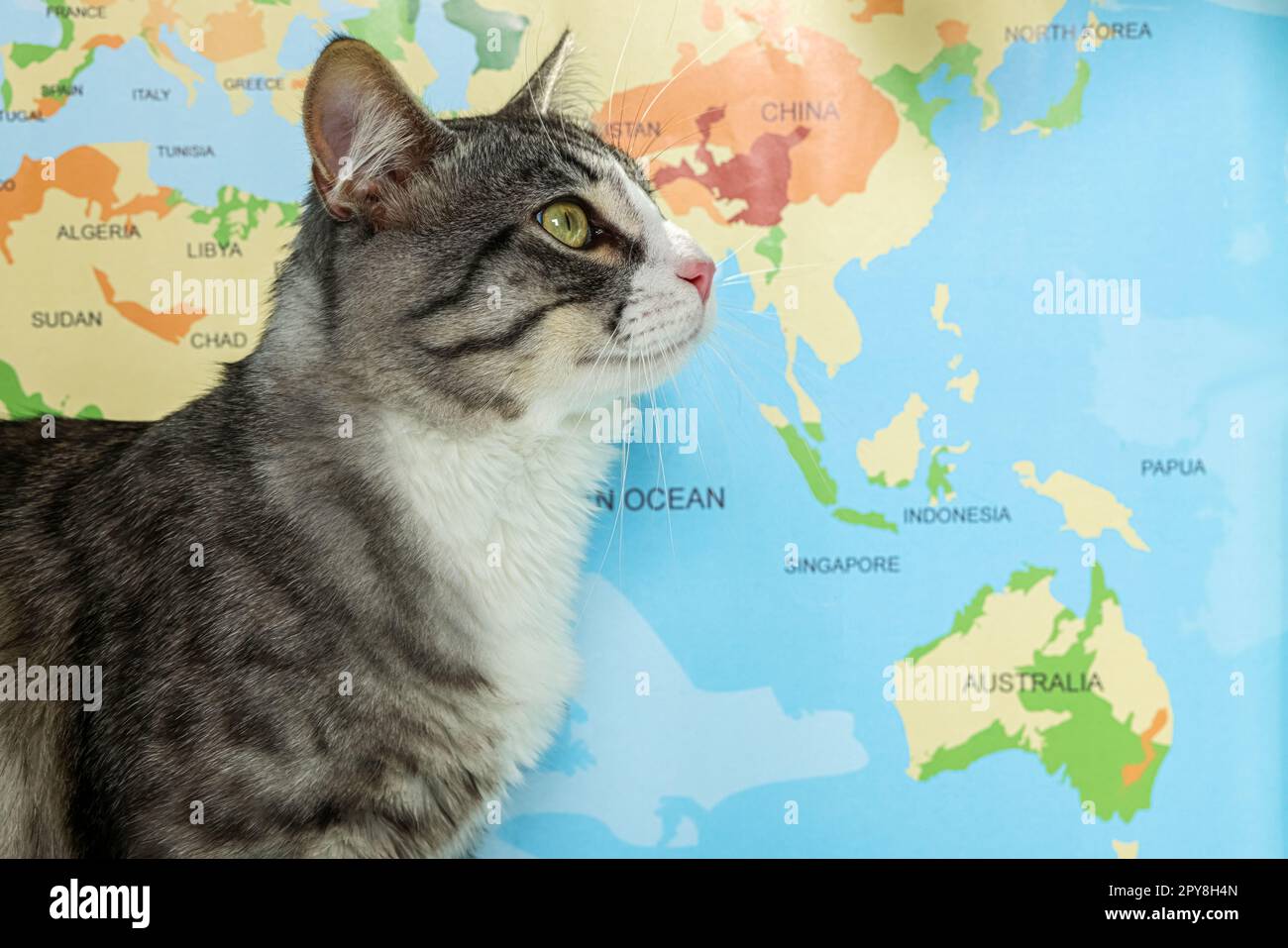 Cute cat near world map. Travelling with pet Stock Photo - Alamy