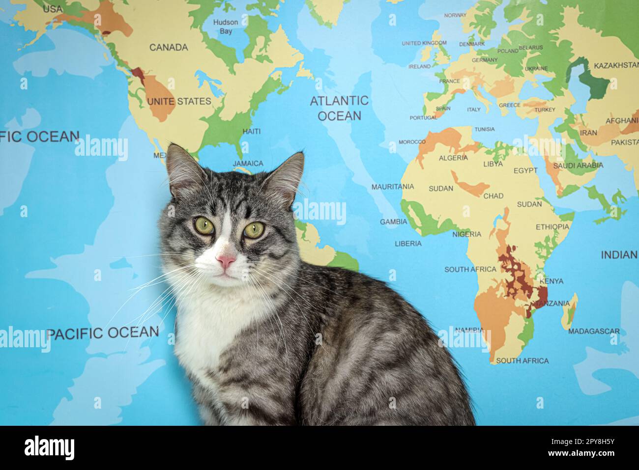 Cute cat near world map. Travelling with pet Stock Photo - Alamy
