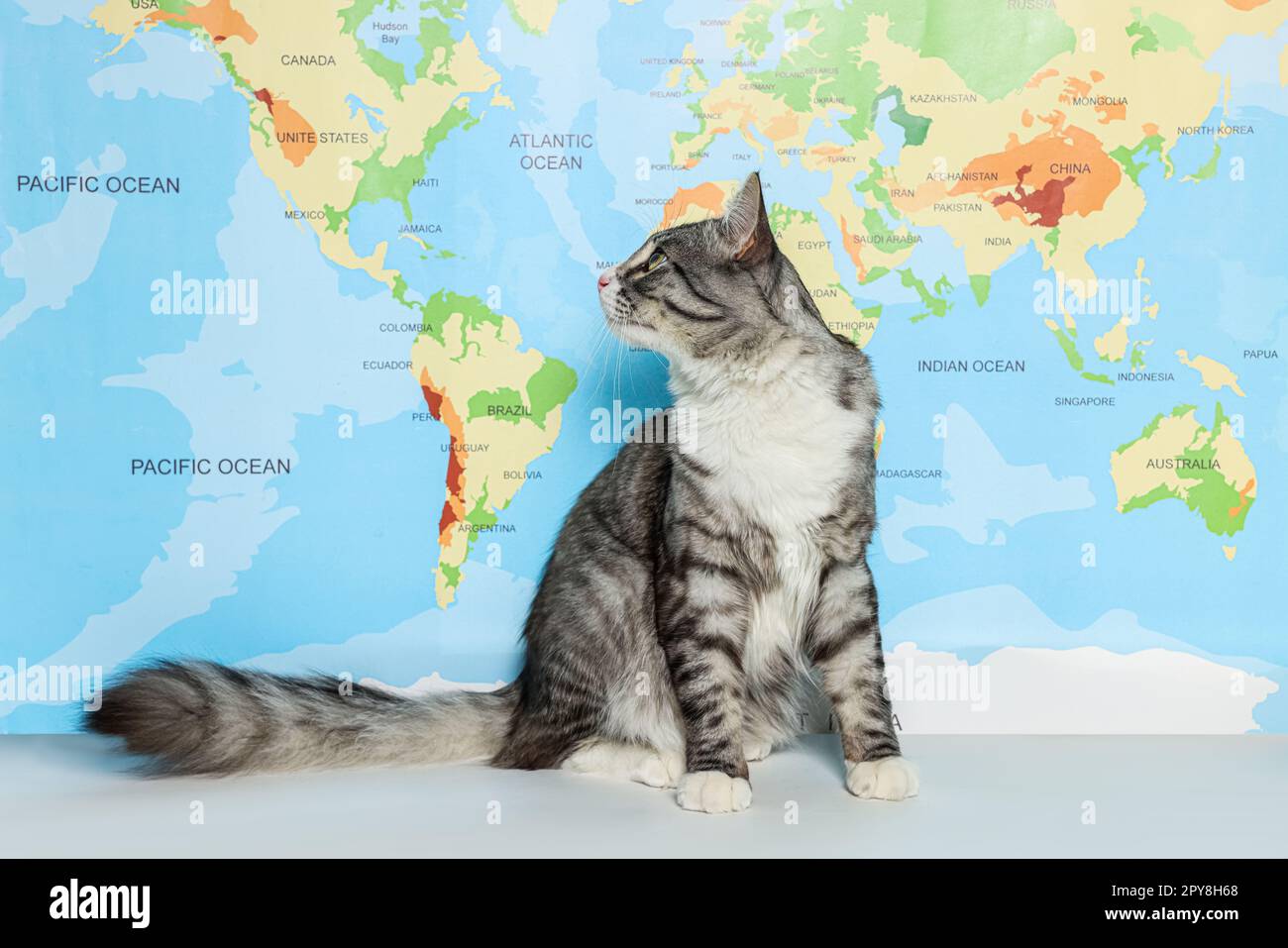 Cute cat sitting on white table near map. Travelling with pet Stock Photo - Alamy