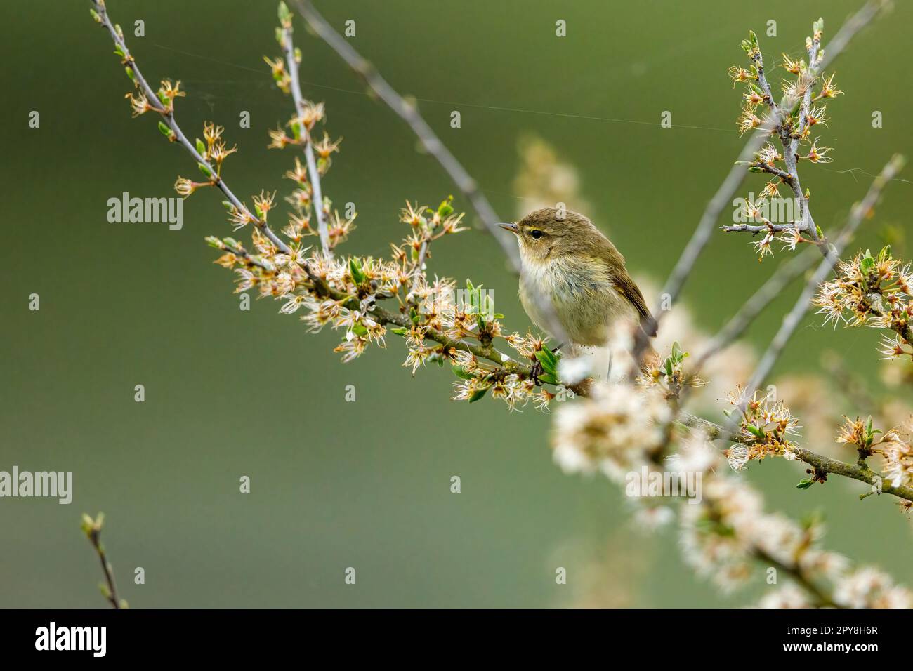 A Common Chiffchaff in the wild Stock Photo - Alamy
