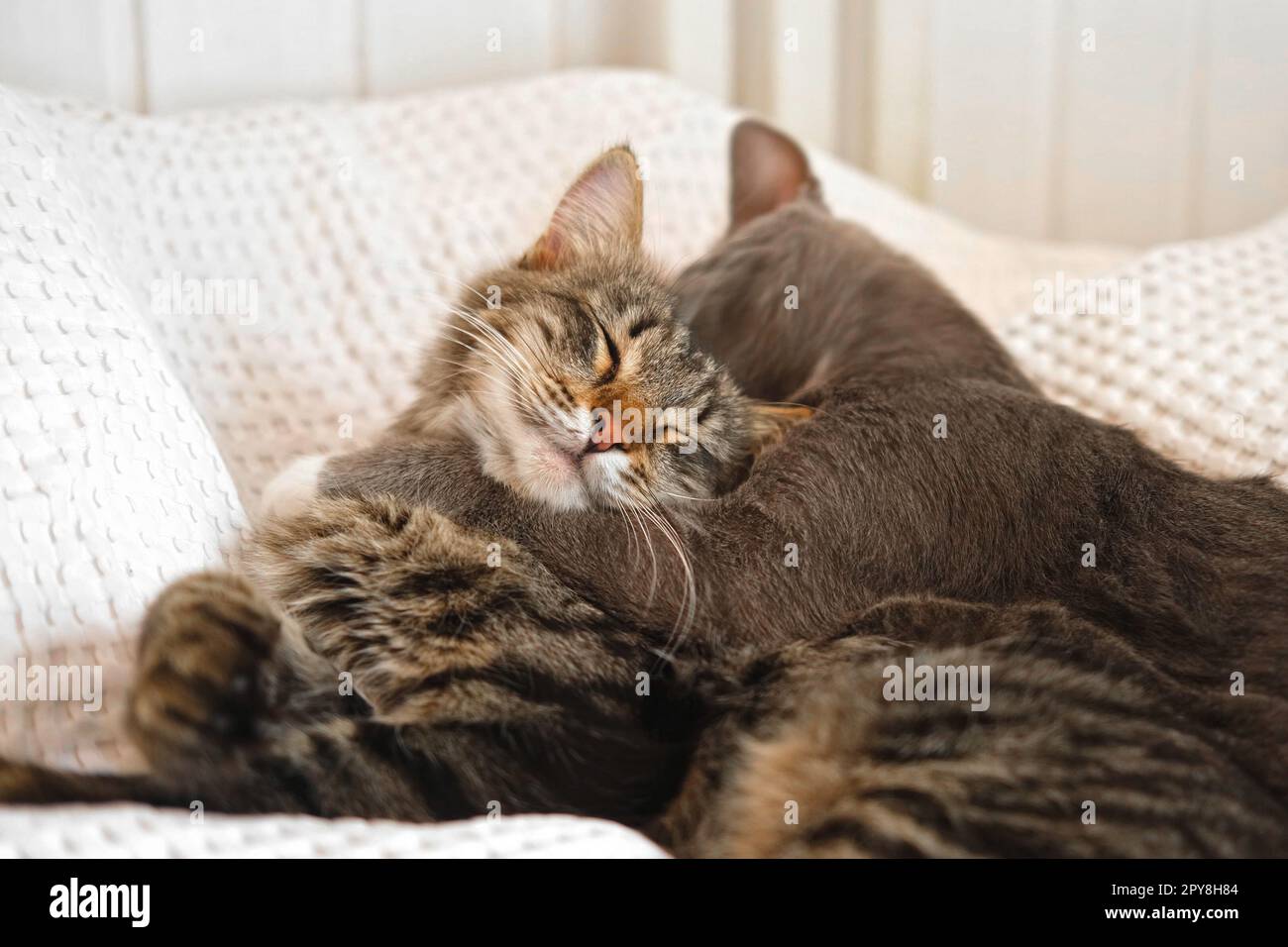 Two cats cuddling on white blanket at home. Cute domestic striped ...