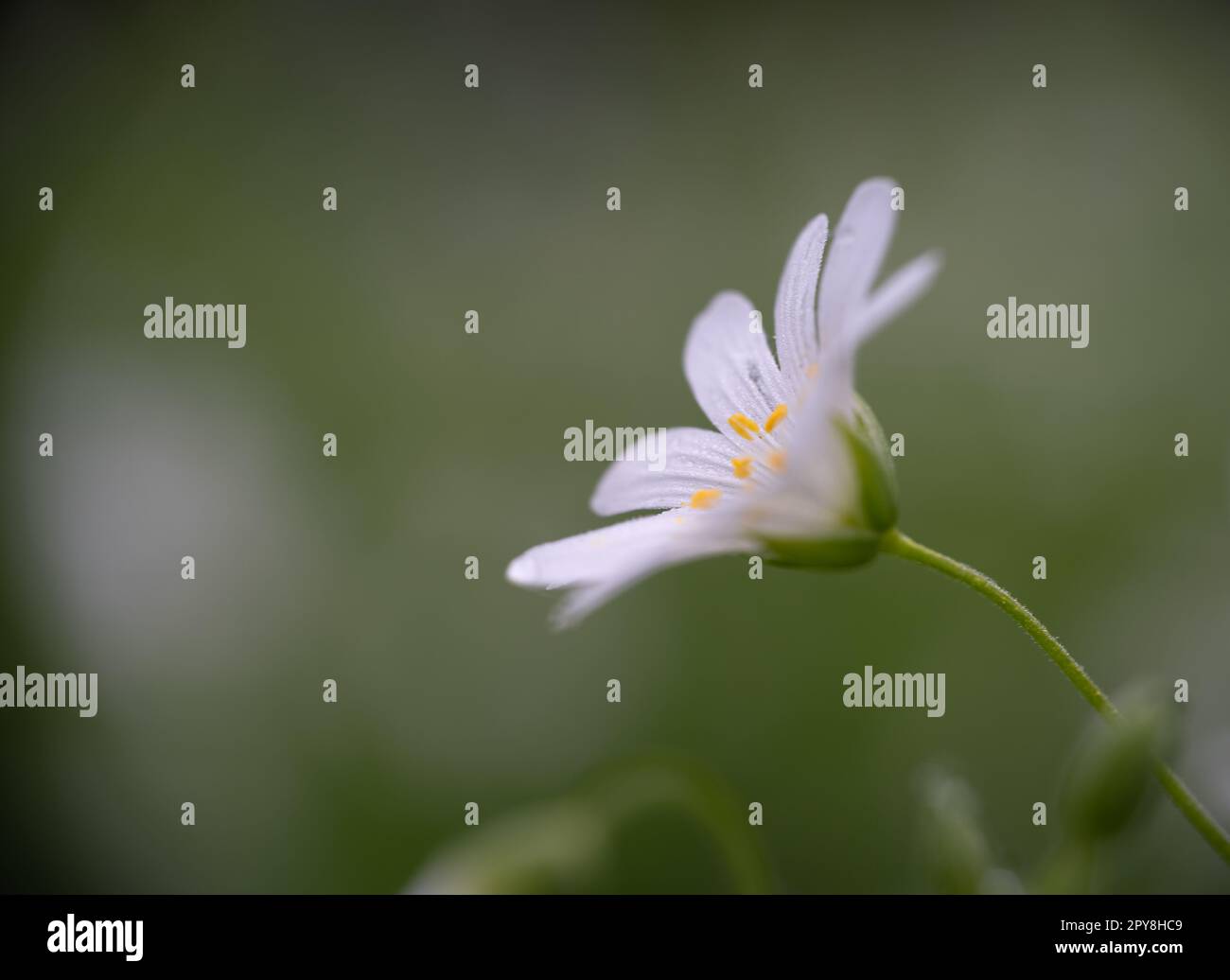 Rabelera holostea, known as greater stitchwort, greater starwort and ...