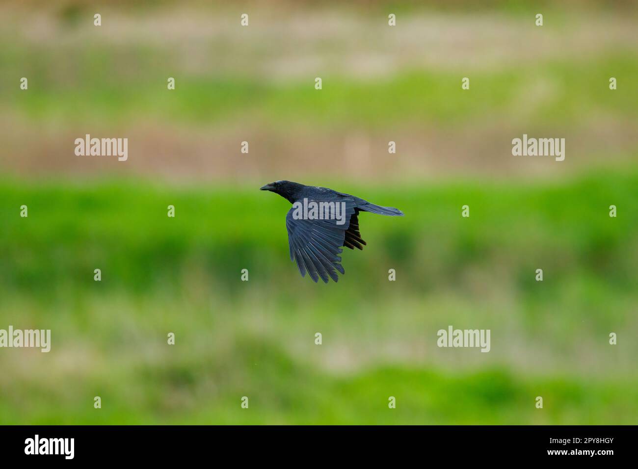Raven bird hi-res stock photography and images - Alamy