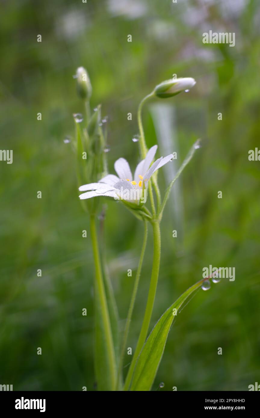 Rabelera holostea, known as greater stitchwort, greater starwort and ...