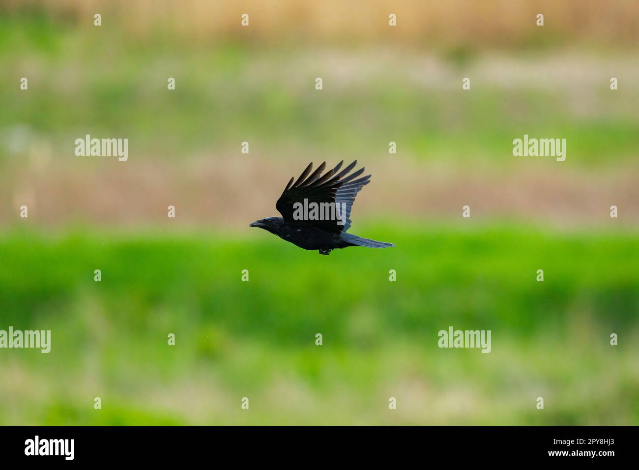 A Raven Bird at a flight Stock Photo - Alamy