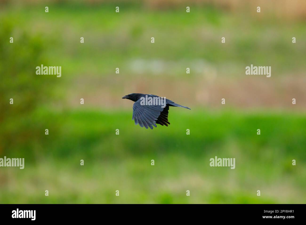 A Raven Bird at a flight Stock Photo - Alamy