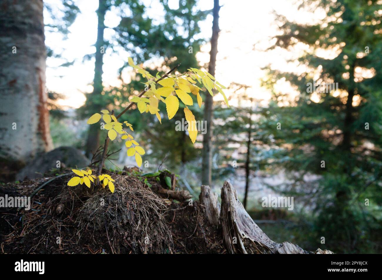 Yellow leaves on woodland background. Nature minimal landscape Stock ...