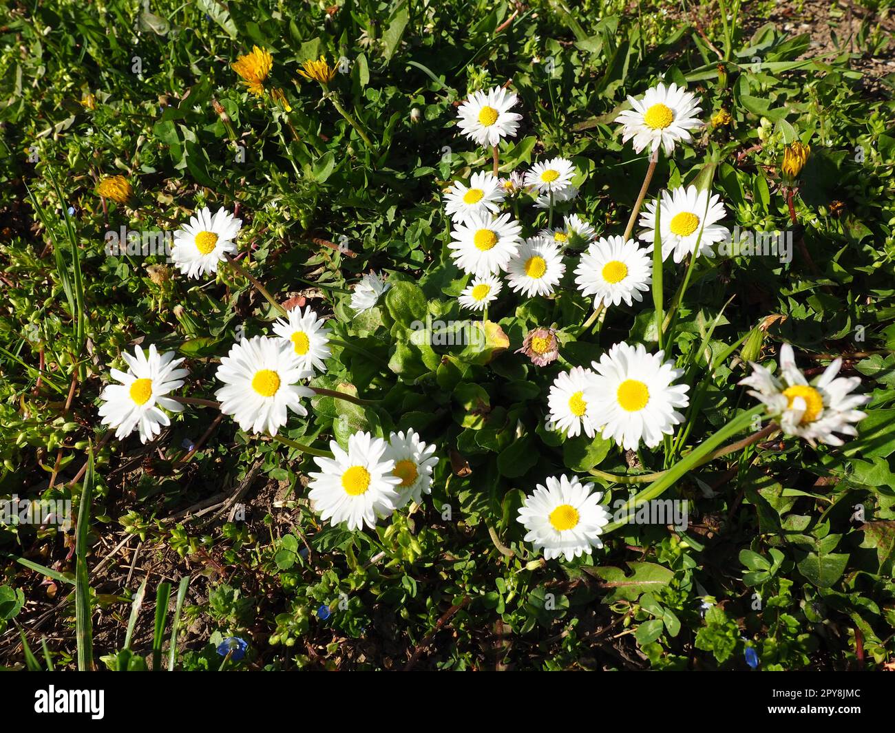 Bellis perennis. Daisy blooms in spring on the lawn. Beautiful white ...