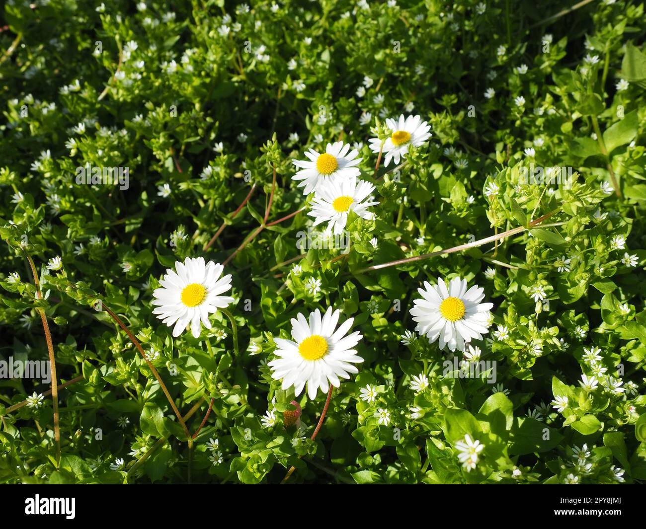 Bellis perennis. Daisy blooms in spring on the lawn. Beautiful white ...