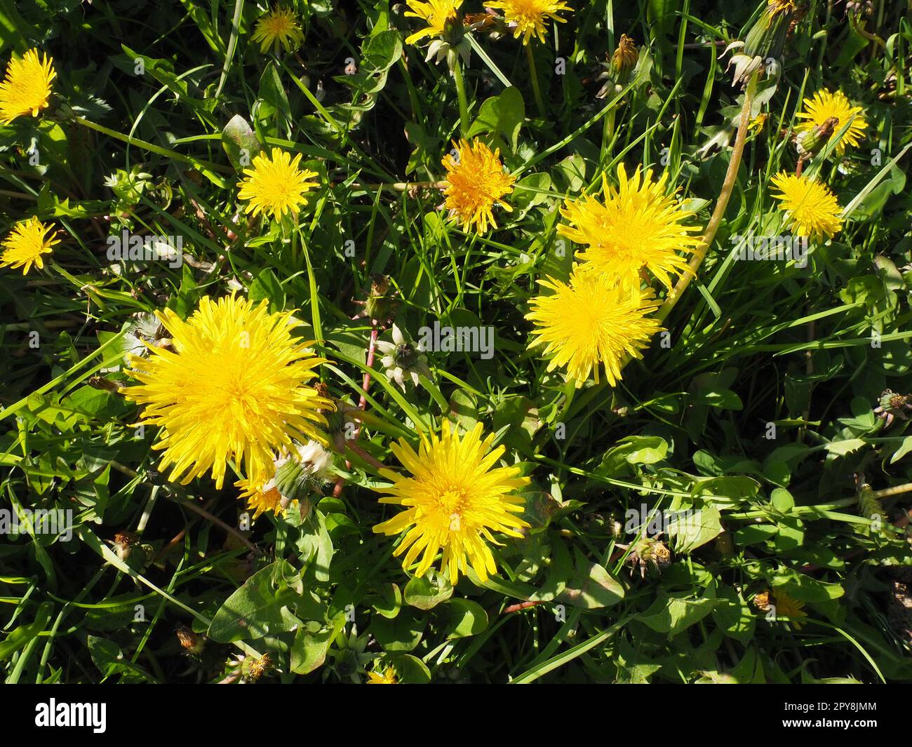 Dandelion blowing, Close-up of bright yellow flowers of Taraxacum ...