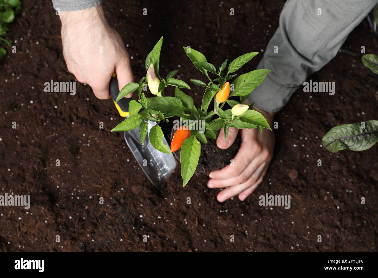 Man transplanting pepper plant into soil, top view Stock Photo - Alamy