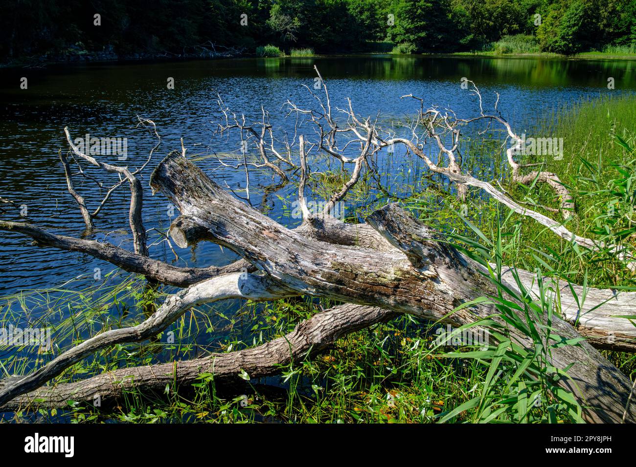 Skeleton of an old dead sun-bleached weathered and fallen tree on the ...