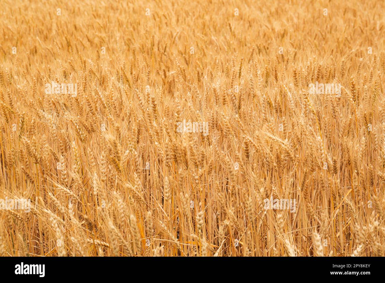 Beautiful agricultural field with ripe wheat crop Stock Photo - Alamy