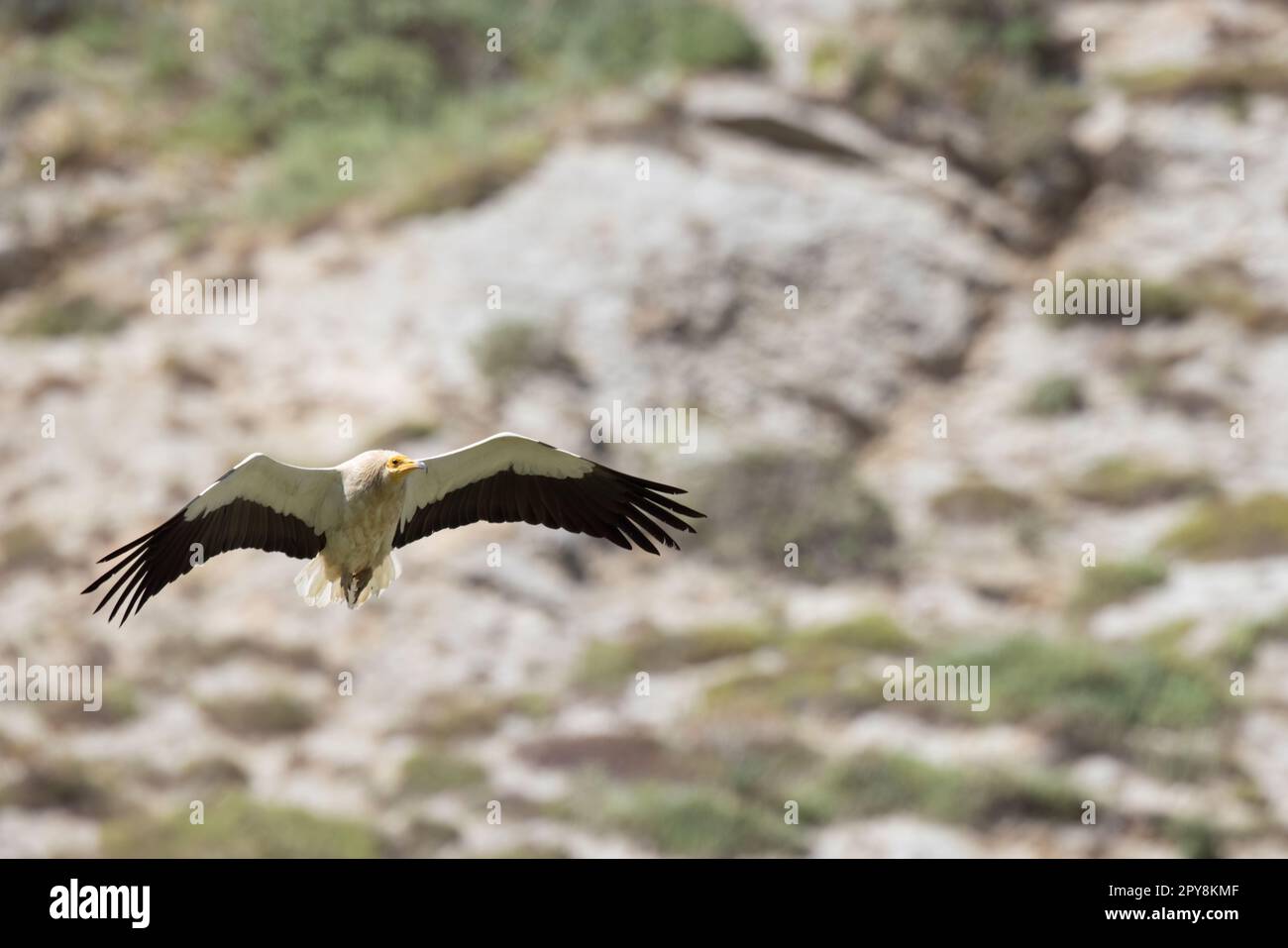 The Egyptian vulture (Neophron percnopterus), black and white vulture ...
