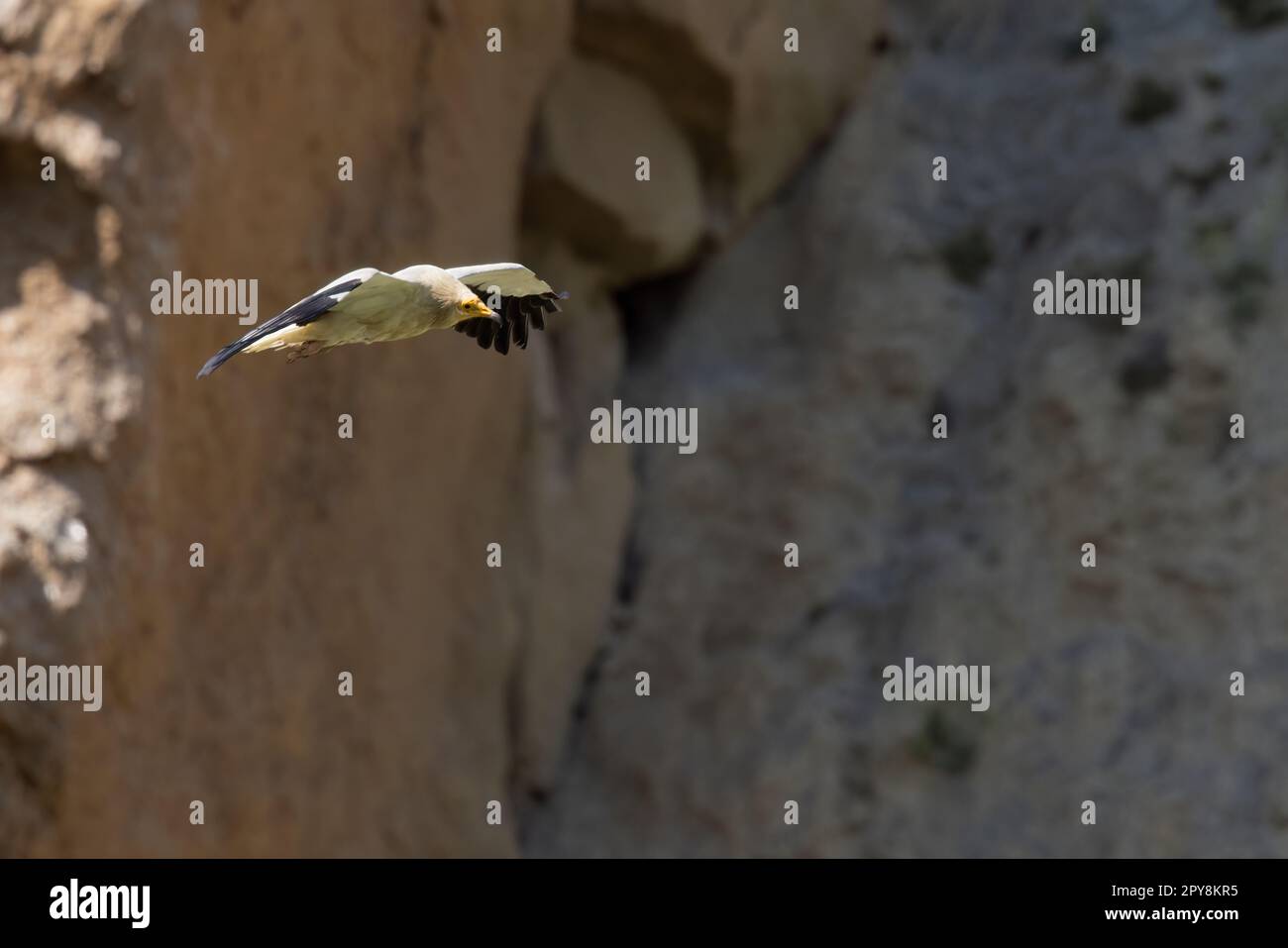 The Egyptian vulture (Neophron percnopterus), black and white vulture ...