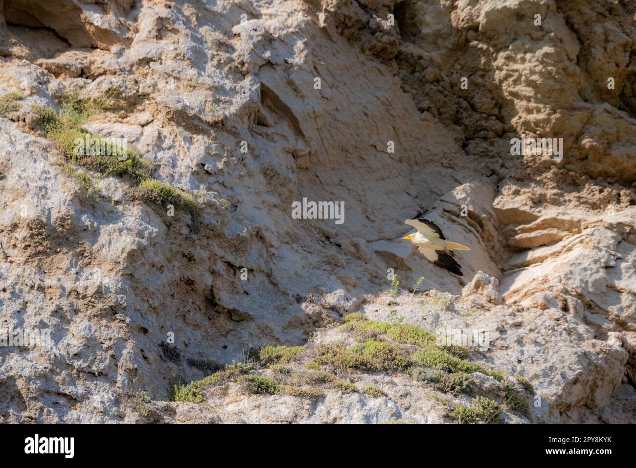 The Egyptian vulture (Neophron percnopterus), black and white vulture ...