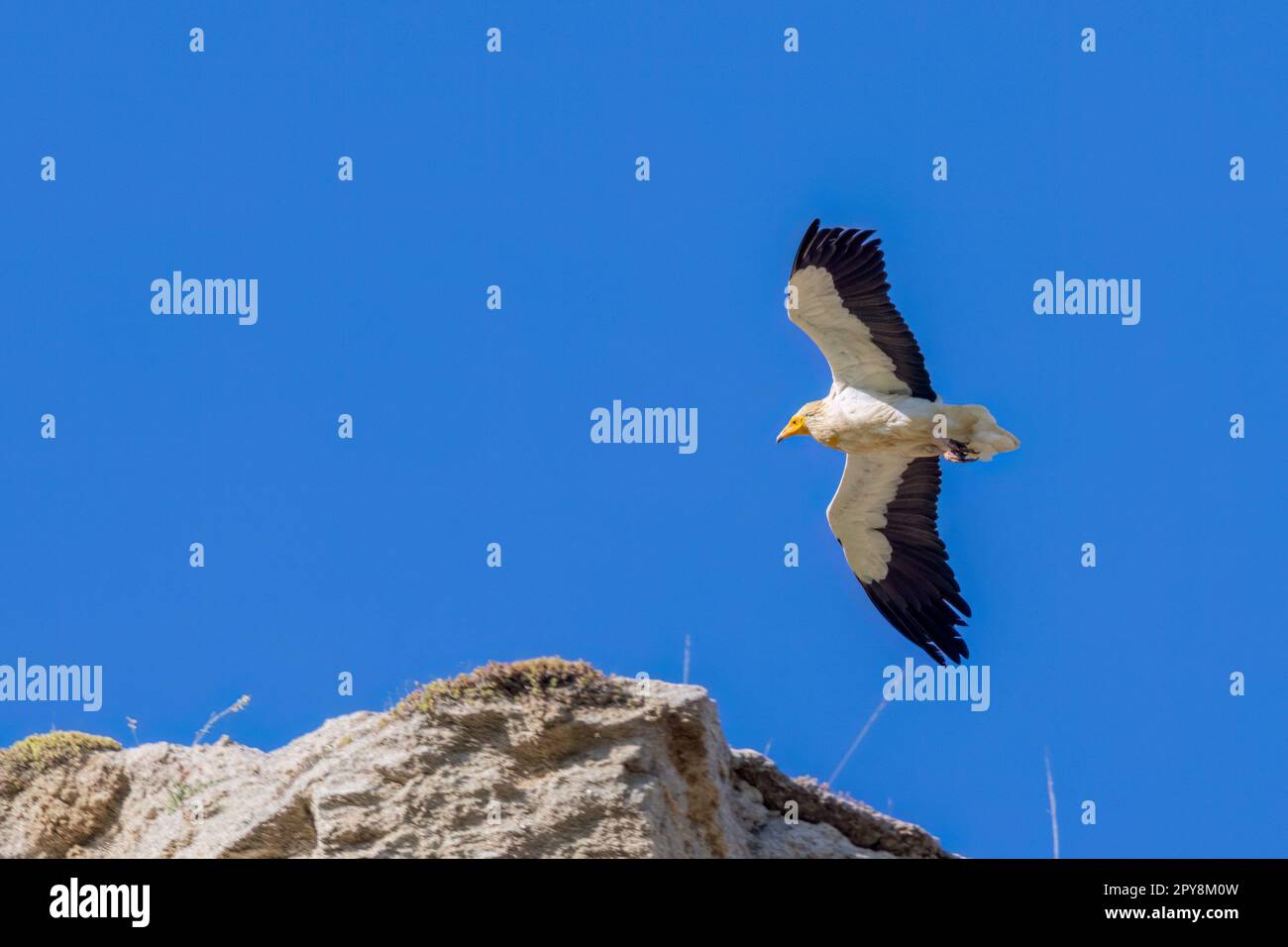 The Egyptian vulture (Neophron percnopterus), black and white vulture ...