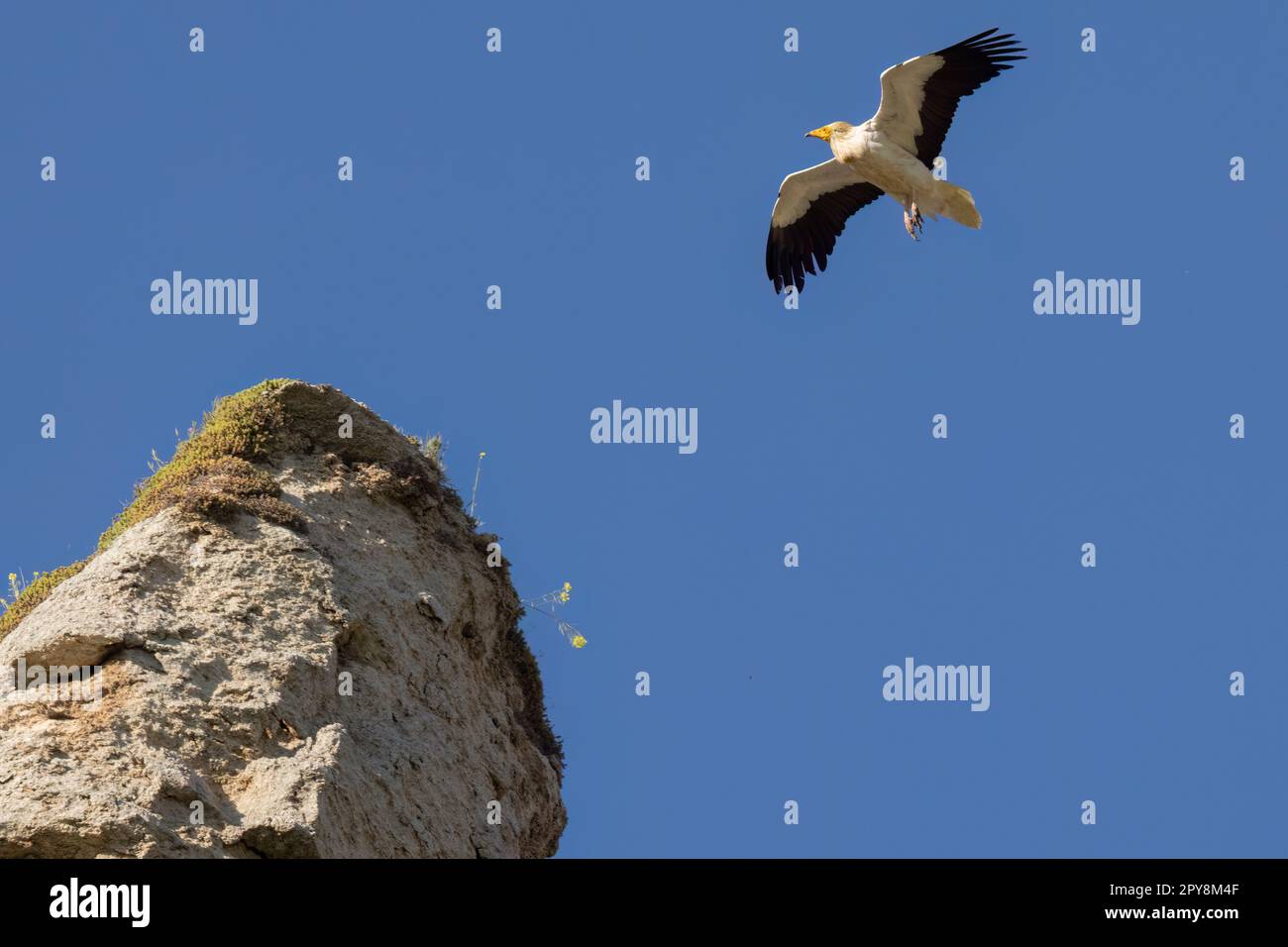 The Egyptian vulture (Neophron percnopterus), black and white vulture ...