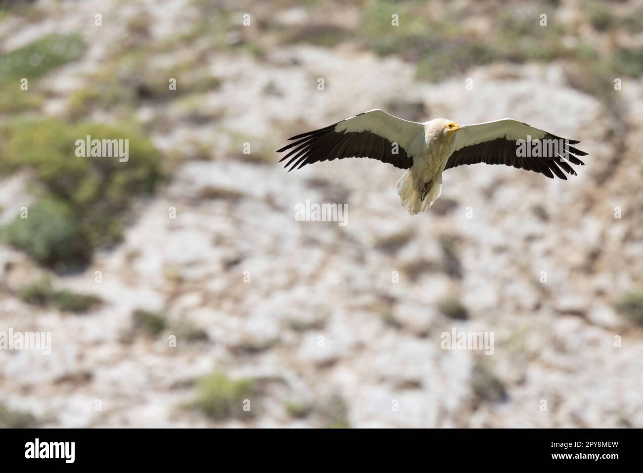 The Egyptian vulture (Neophron percnopterus), black and white vulture ...