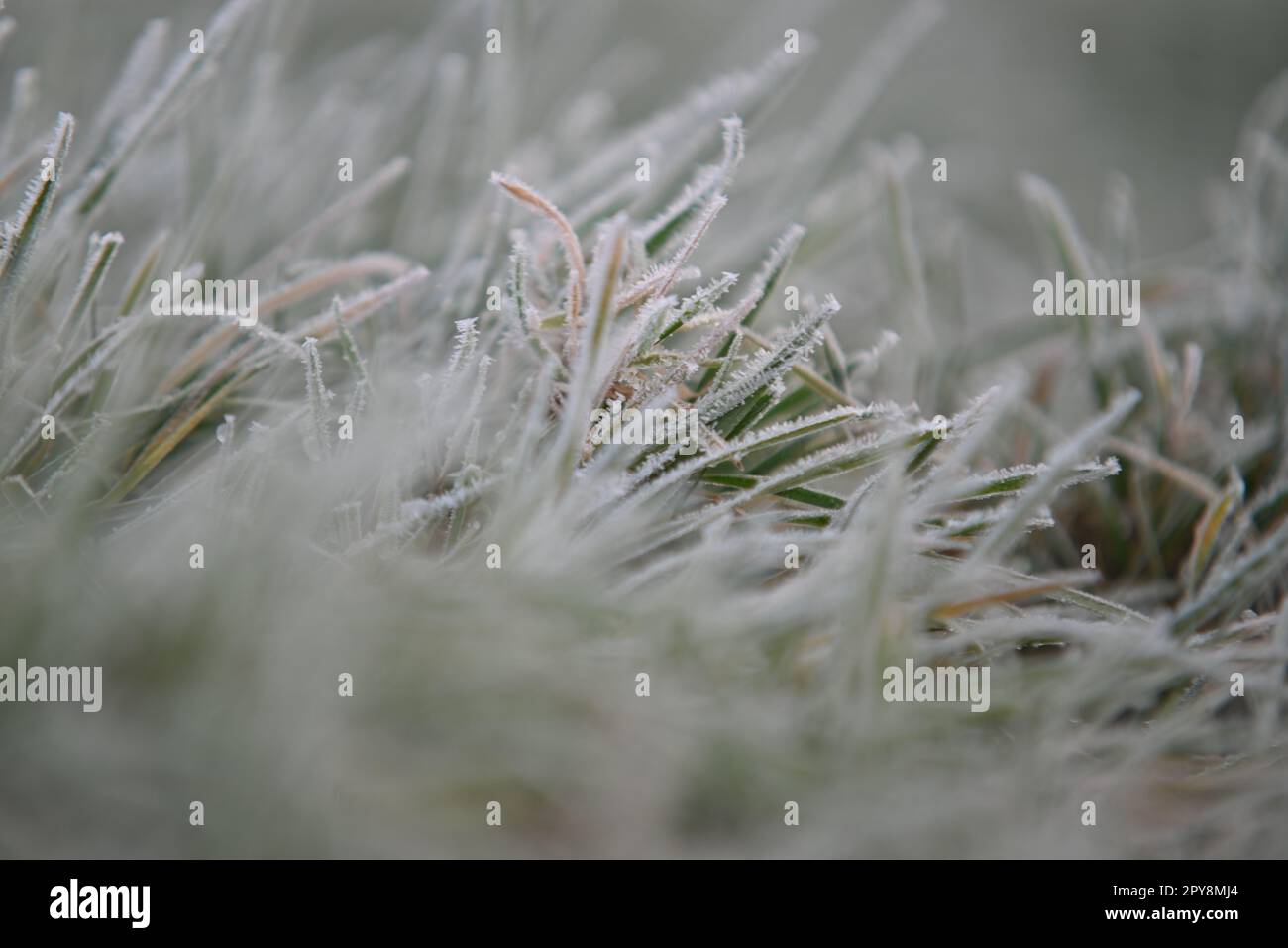 Frozen green grass as a close up Stock Photo - Alamy