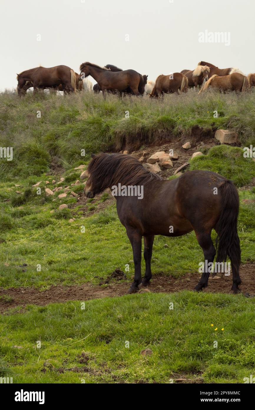 Beautiful view horses landscape hi-res stock photography and images - Alamy
