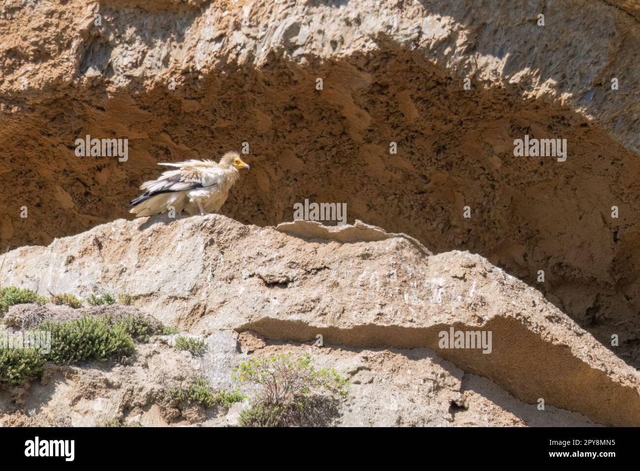 The Egyptian vulture (Neophron percnopterus), black and white vulture ...